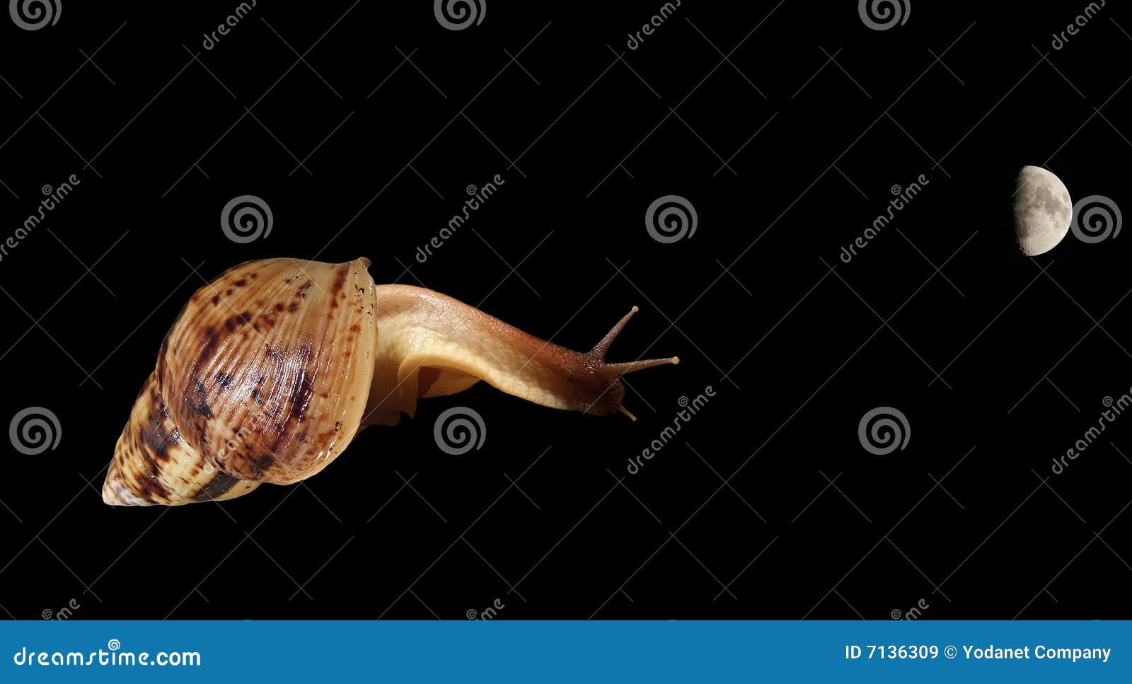 Un Grand Escargot Regardant La Lune Image stock - Image du regard ...