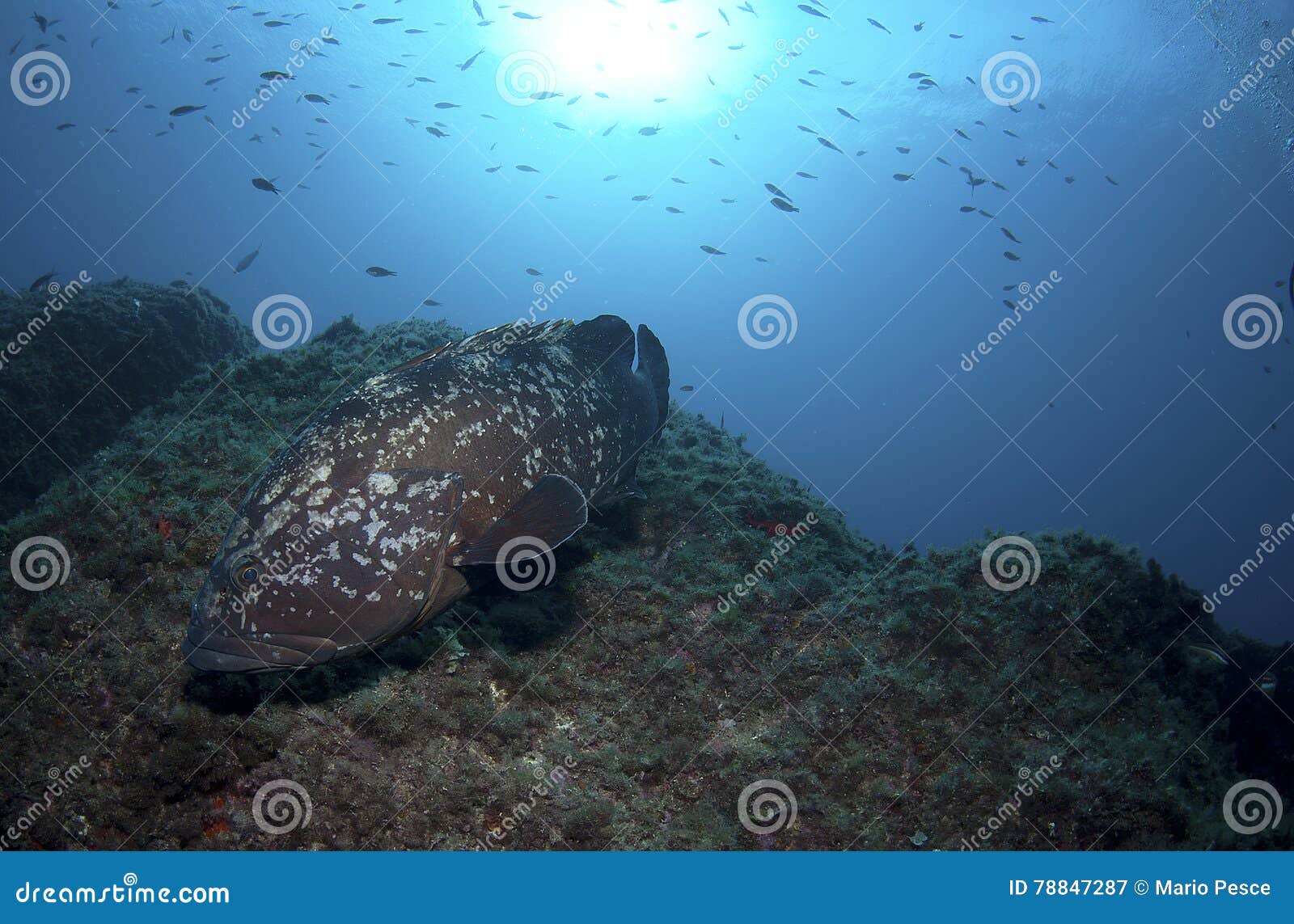Un Grande Pesce Esce Sulla Roccia Immagine Stock - Immagine di acqua ...