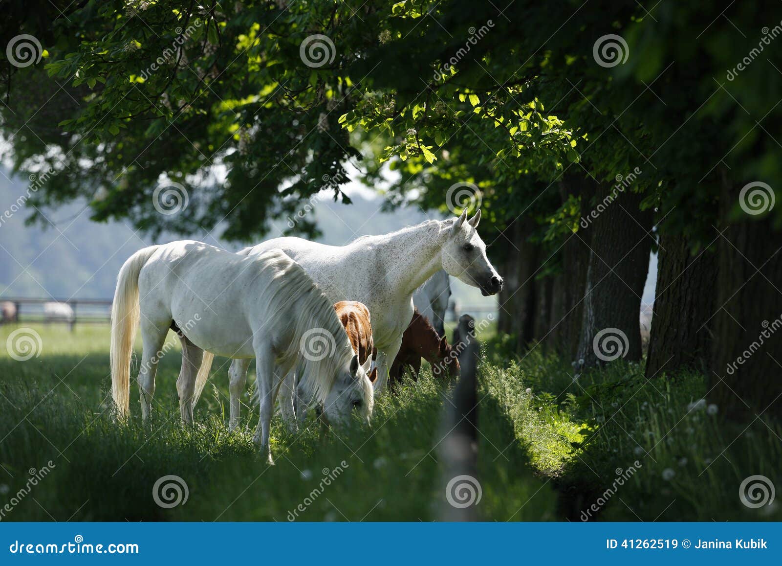 Un Gregge Che Mangia Erba Sul Campo Immagine Stock - Immagine di attivo ...