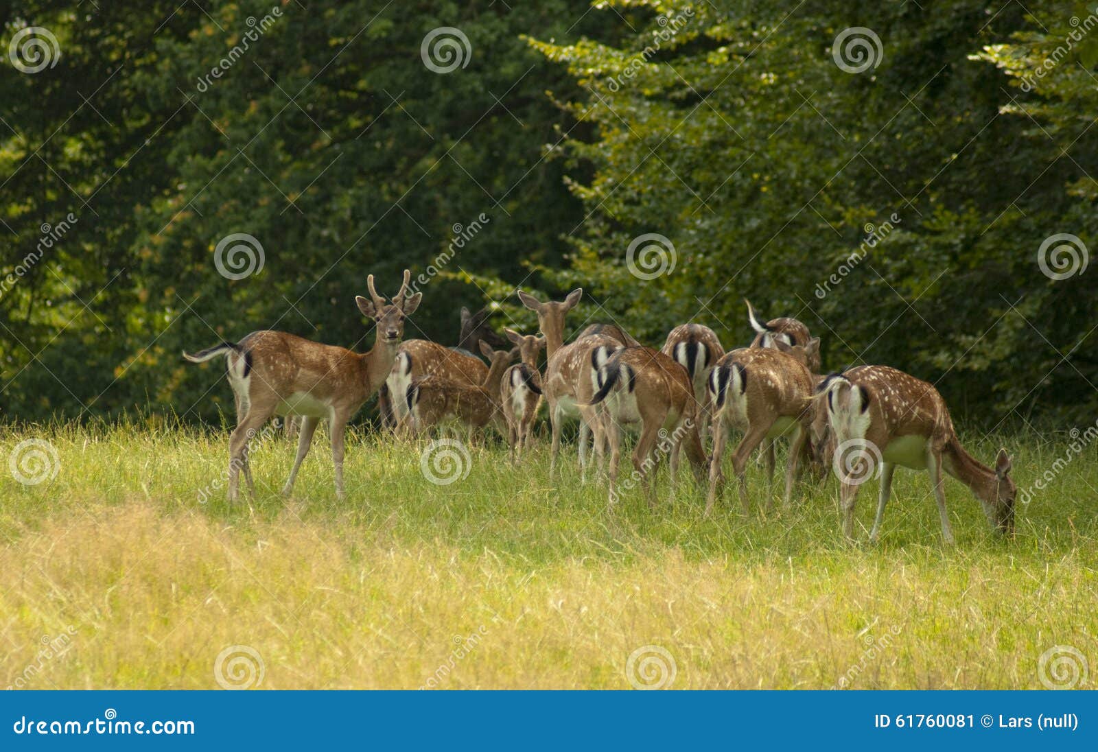 Un gregge dei daini immagine stock. Immagine di specie - 61760081