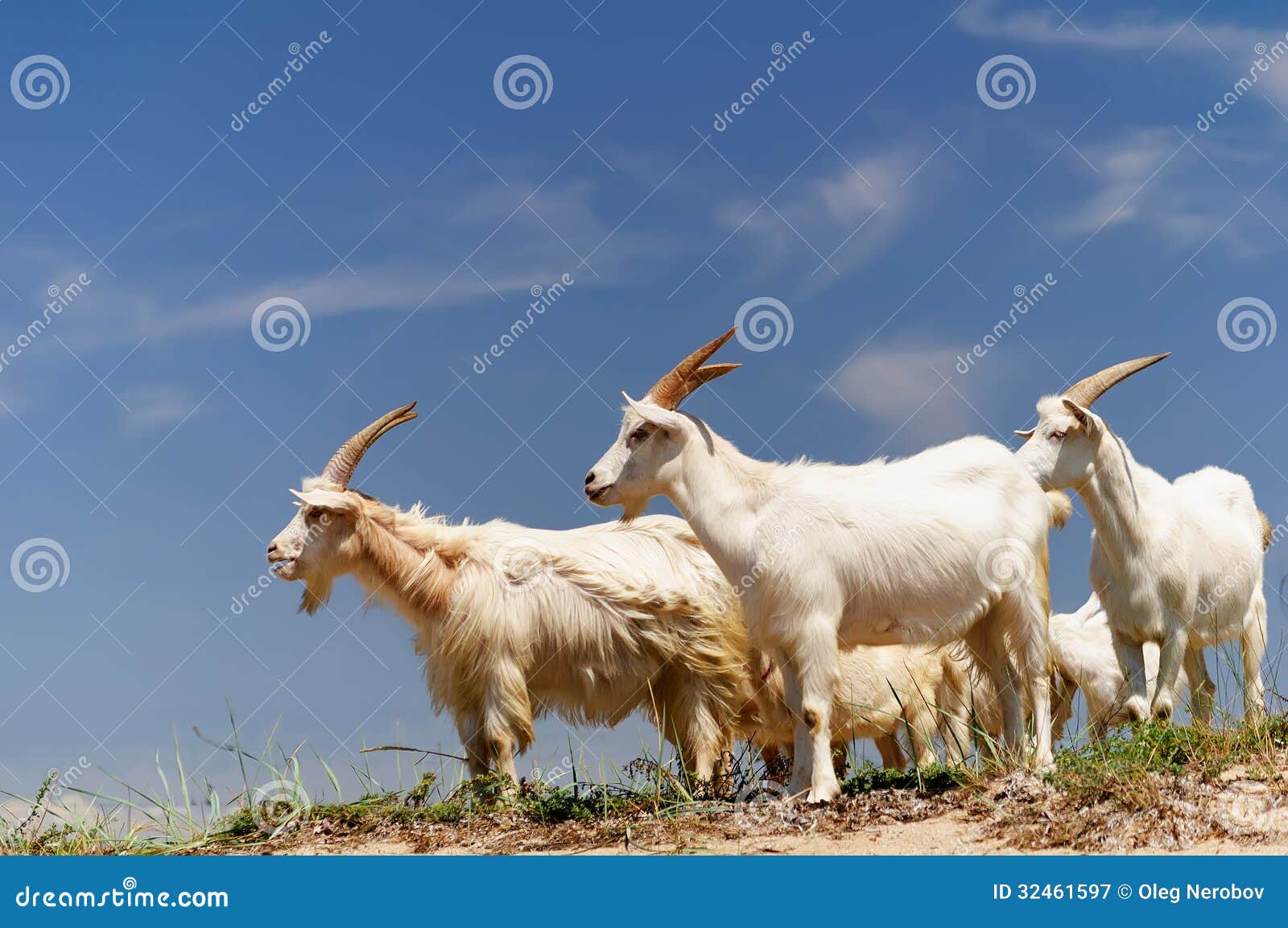 Un Gregge Delle Capre Domestiche Immagine Stock - Immagine di pets ...