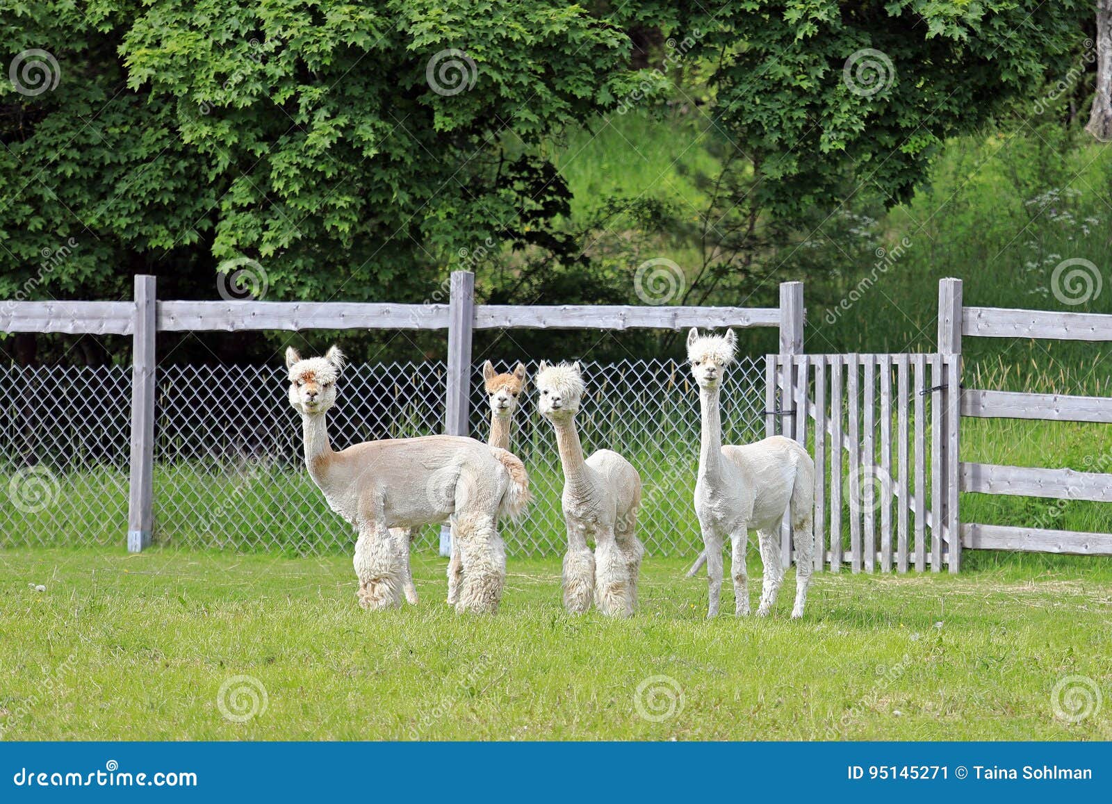 Un Gregge Di Quattro Alpache Bianche Immagine Stock - Immagine di ...