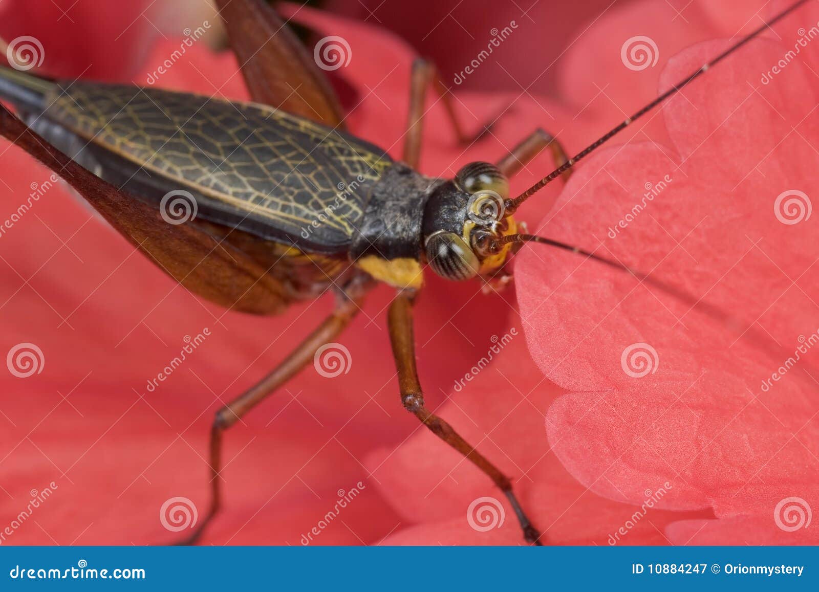 Un Grillo Marrone Sul Fiore Rosso Dell'ibisco Immagine Stock - Immagine ...