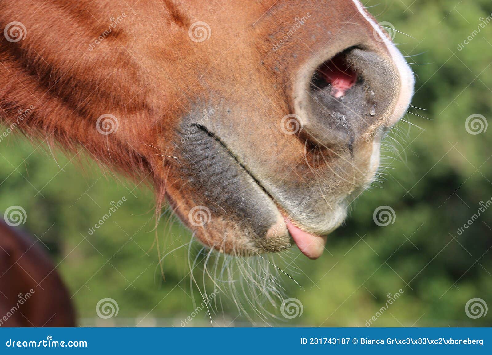 Un Gros Plan De La Bouche Avec La Langue D'un Quart De Cheval Brun Sur ...