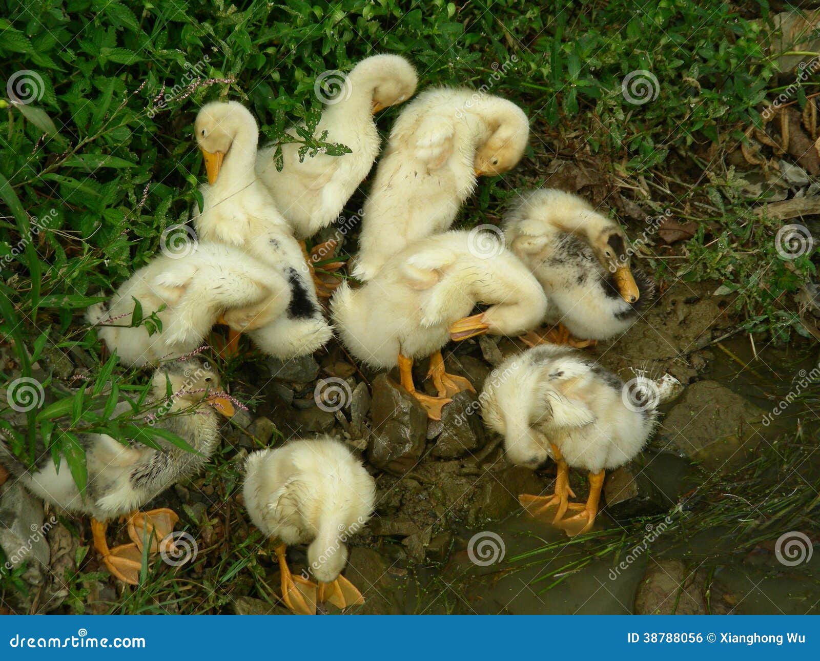 Un groupe de caneton photo stock. Image du oeil, vert - 38788056