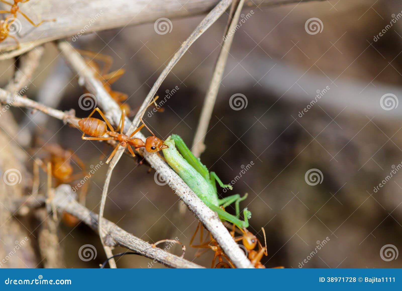 Un Groupe De Fourmis Rouges Attaquant Une Sauterelle Photo stock ...