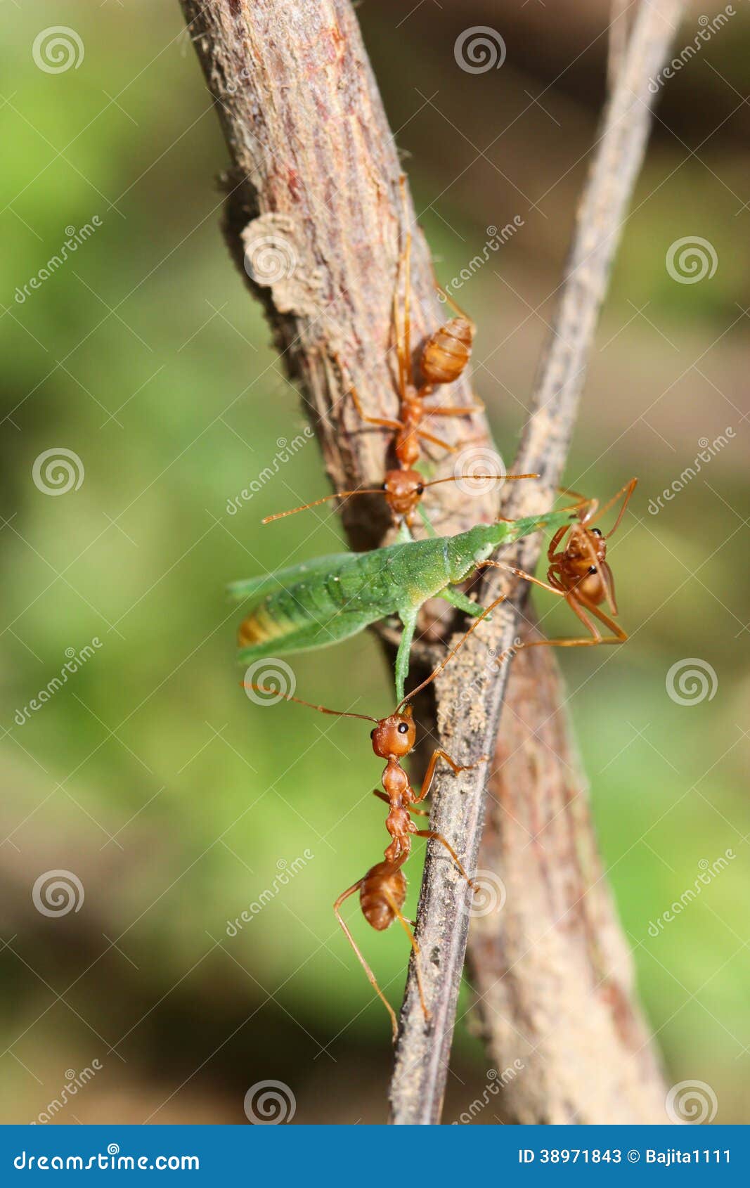 Un Groupe De Fourmis Rouges Attaquant Une Sauterelle Image stock ...