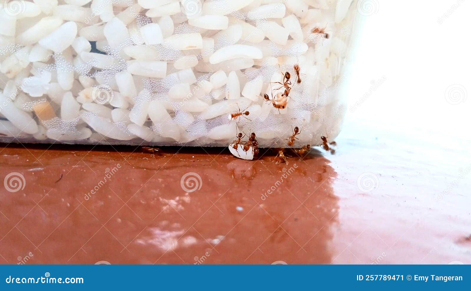 Un Grupo De Hormigas Recogen Su Comida De Mi Lugar De Comida Imagen de ...