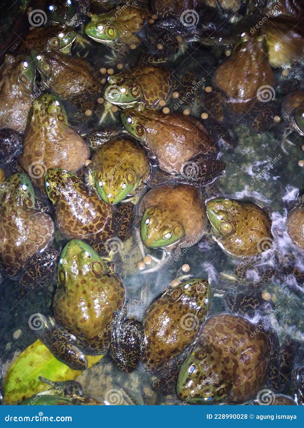 Un Grupo De Ranas En El Estanque Foto de archivo - Imagen de grupo ...