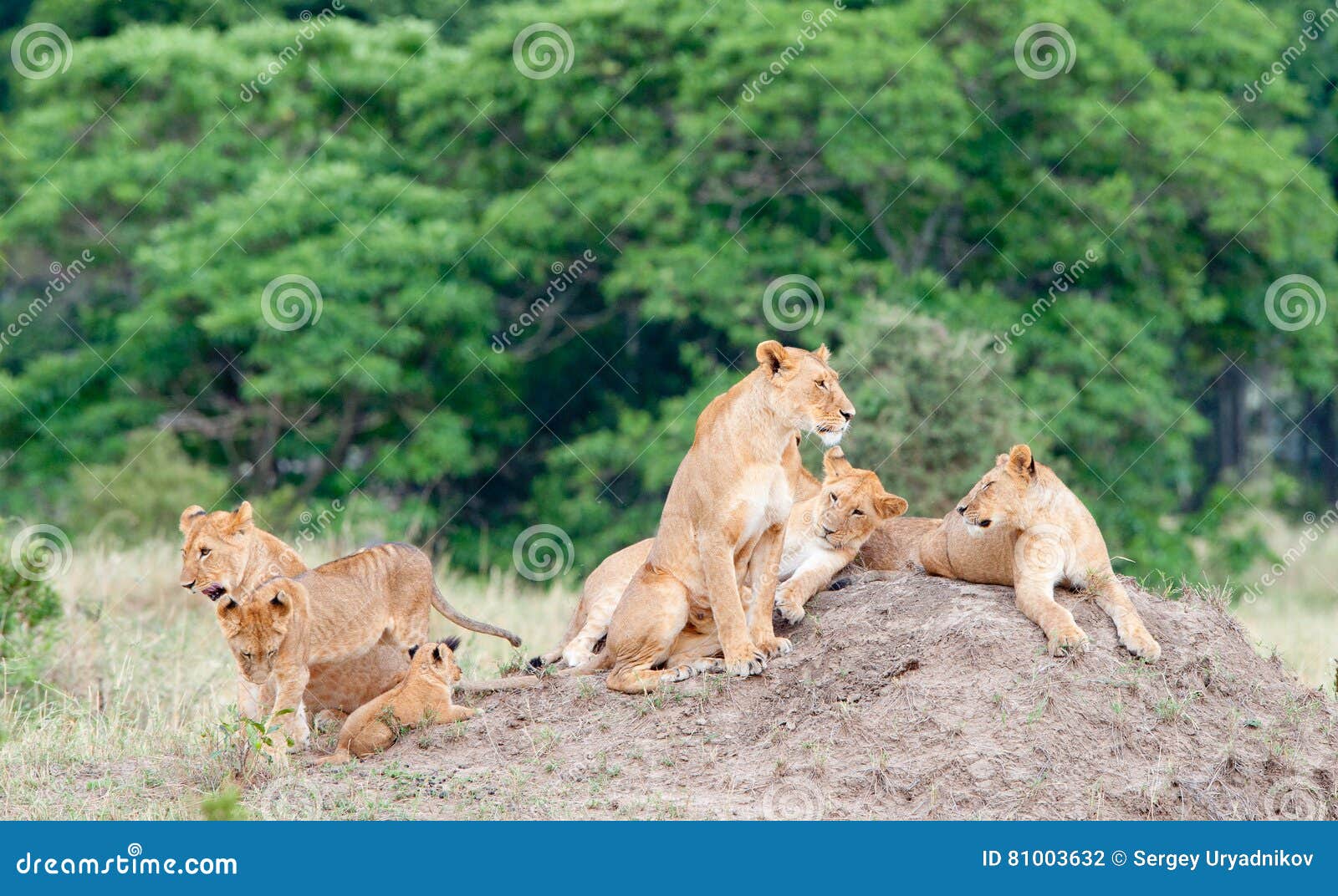 Un gruppo di giovani leoni fotografia stock. Immagine di animali - 81003632