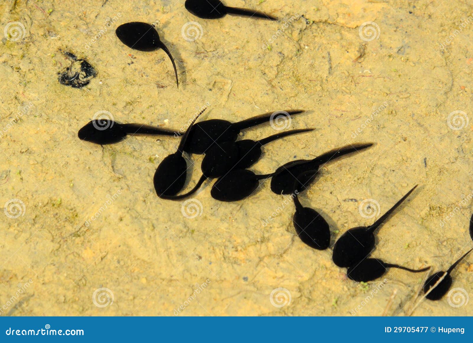 Girino immagine stock. Immagine di pietra, larvale, fiume - 29705477