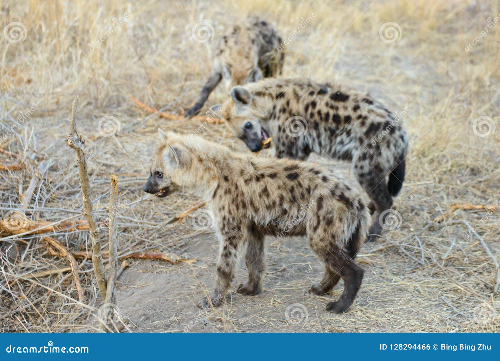 Un Gruppo Di Iene Del Bambino Fotografia Stock - Immagine di pulitore ...