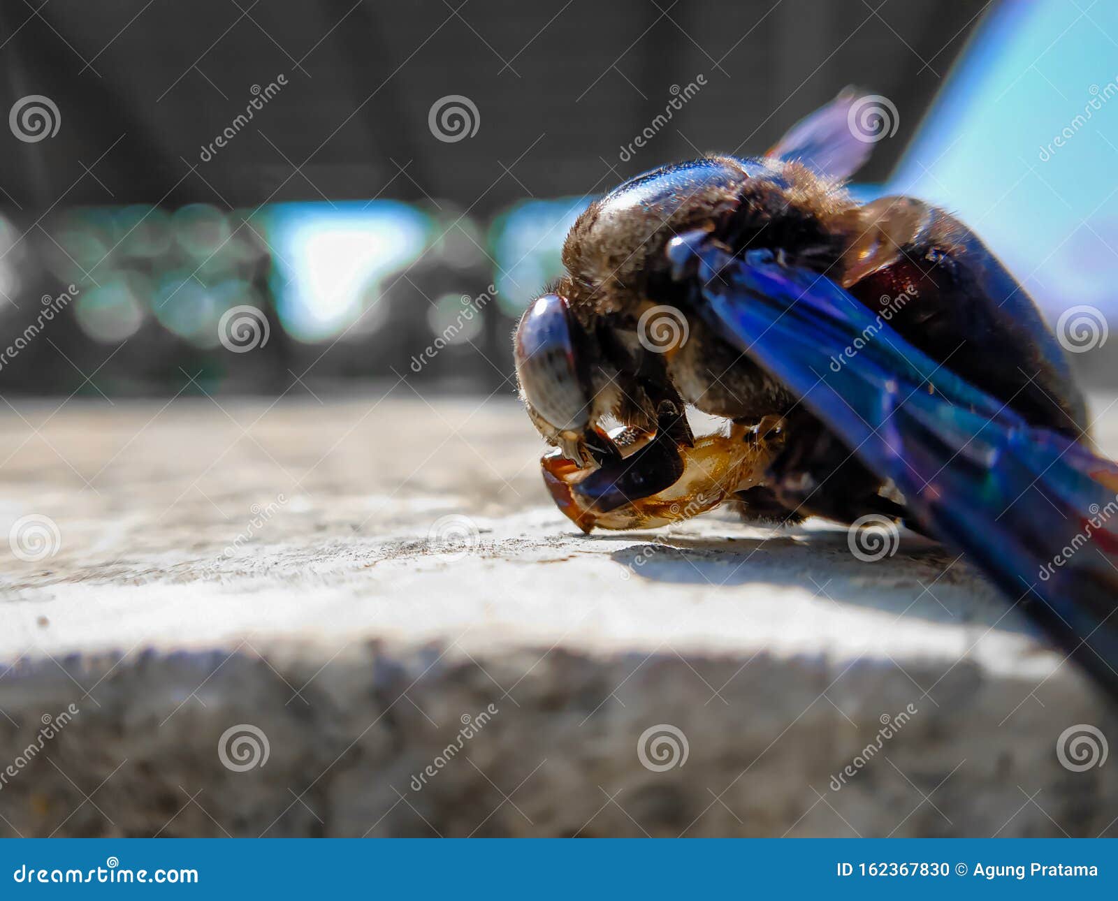 Un Hermoso Insecto Alado En El Edificio Foto de archivo - Imagen de ...