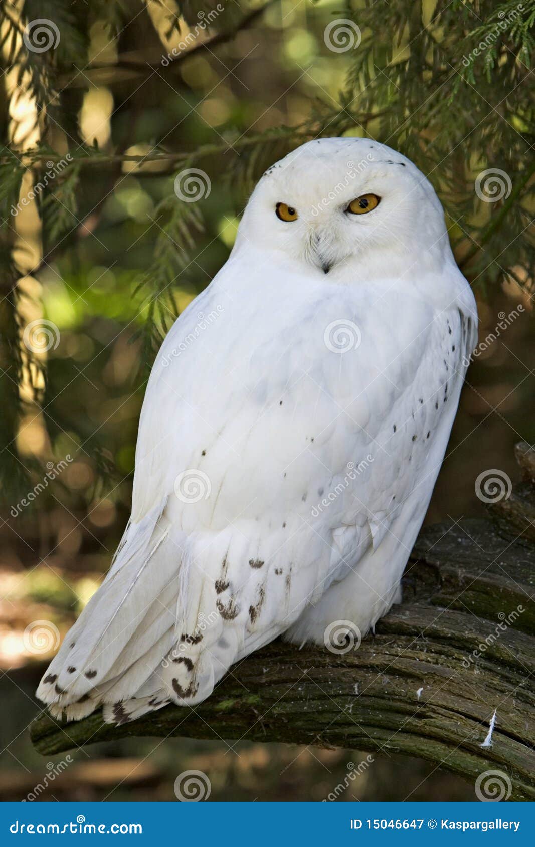 Un hibou de blanc neigeux image stock. Image du plumage - 15046647