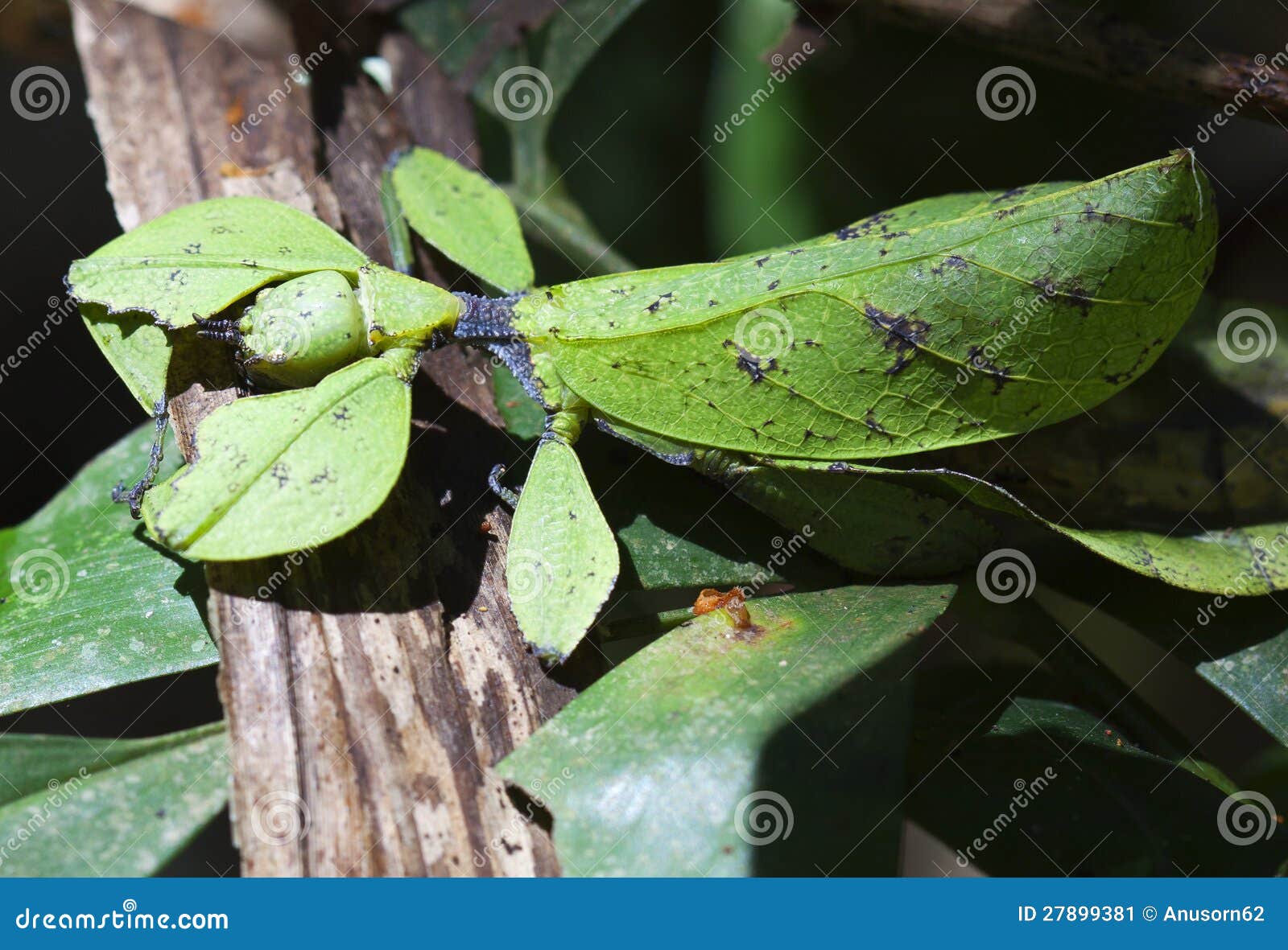 Un Hoja-insecto, Phylliidae Imagen de archivo - Imagen de verde, parque ...