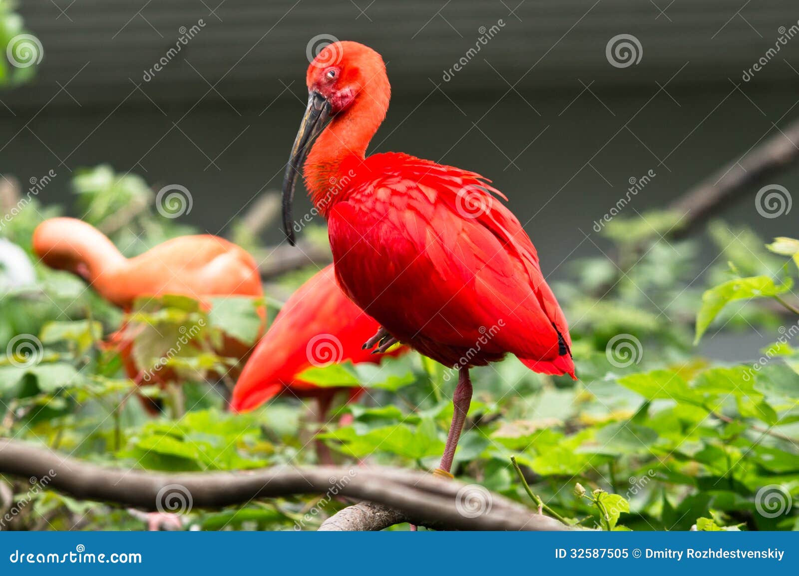 Un Ibis rojo imagen de archivo. Imagen de hojea, rojo - 32587505