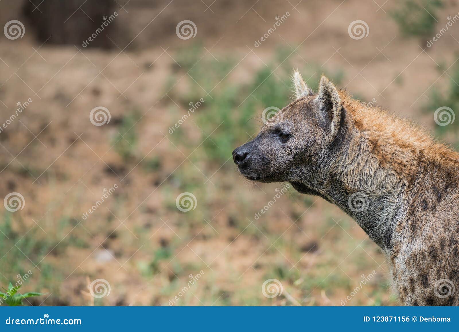 Un'iena sta guardando fotografia stock. Immagine di pericoloso - 123871156