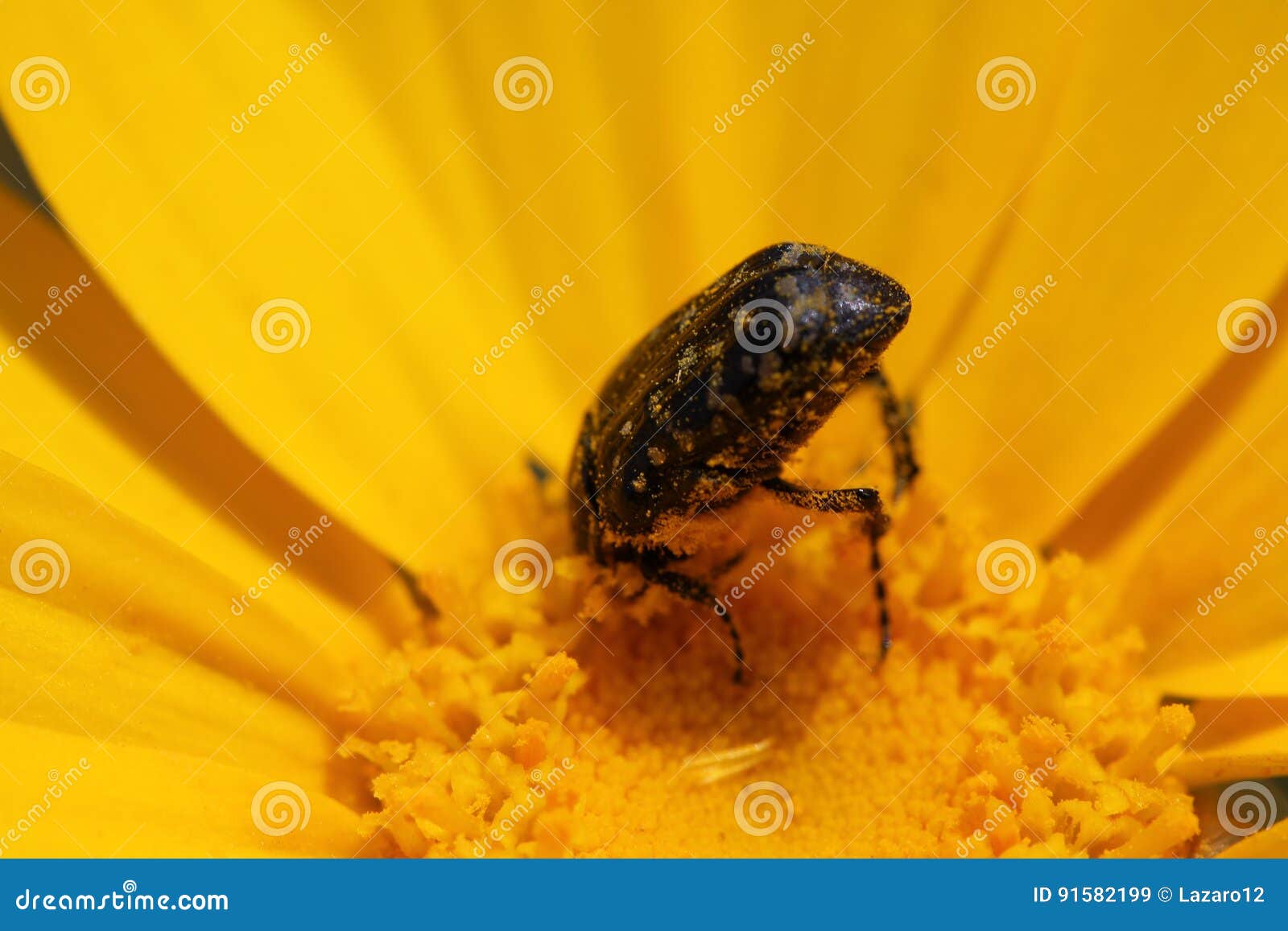 Un insecte en fleur jaune image stock. Image du été, cailloux - 91582199