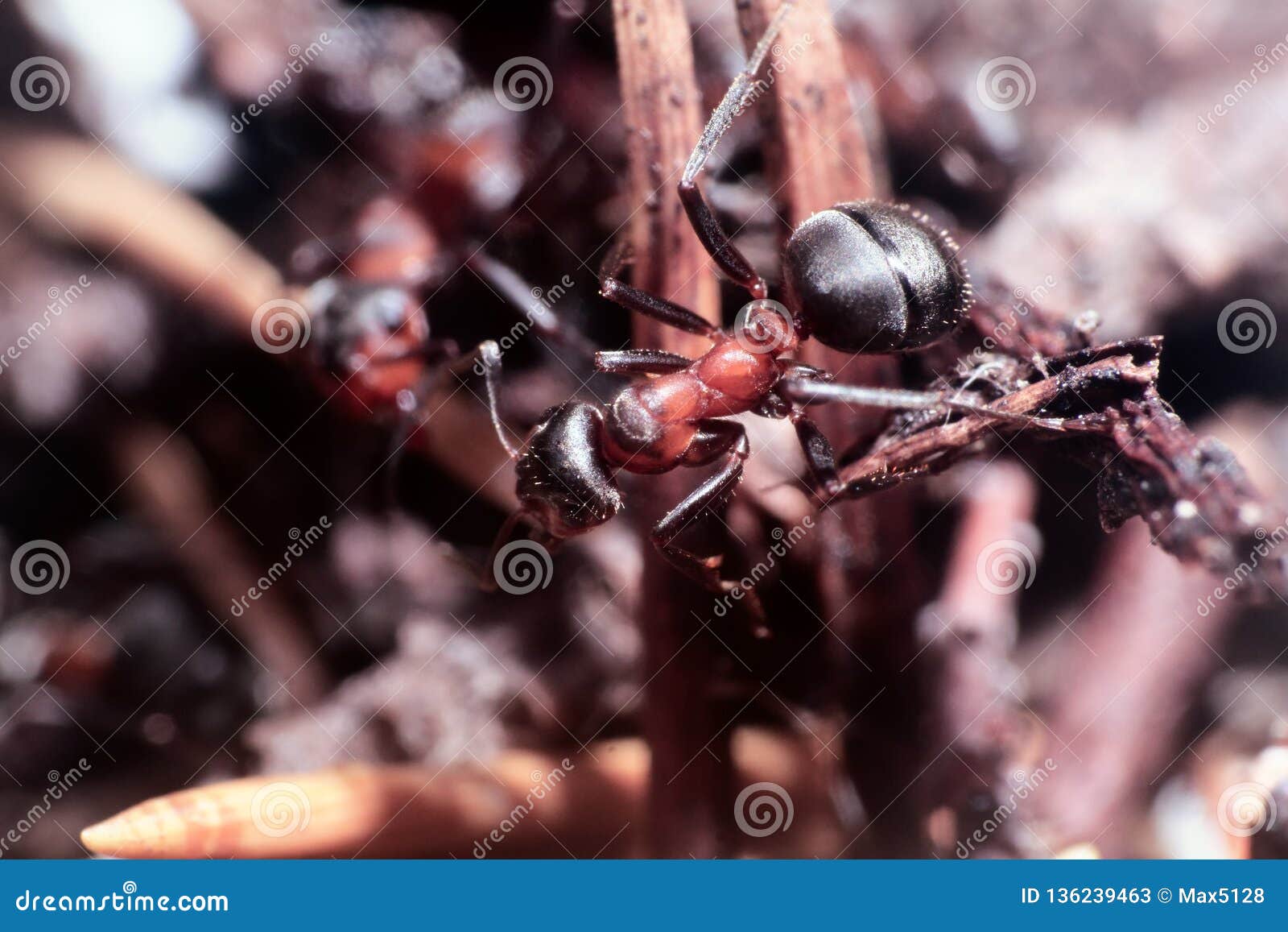 Un Insecte, Le Portrait De Fourmi Image stock - Image du insecte ...