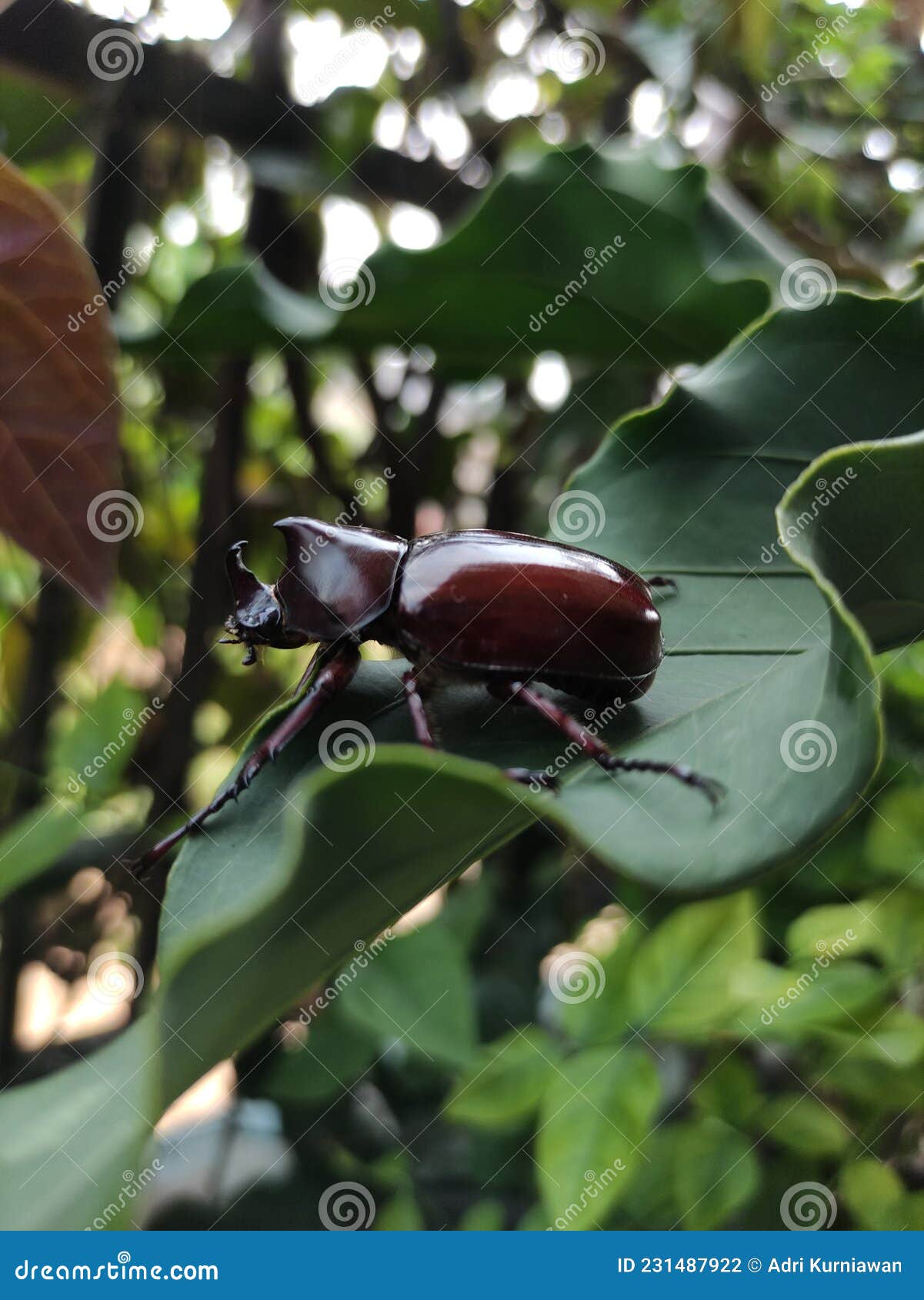 Un Insecte Qui Marche Sur La Feuille Photo stock - Image du produit ...