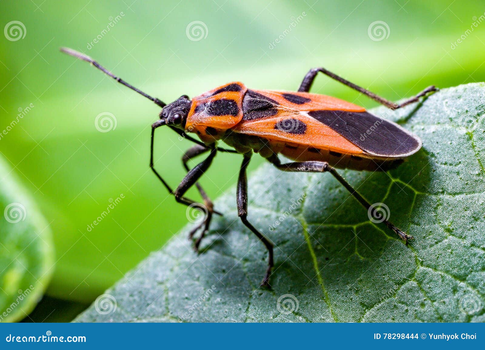 Un Insecto Anaranjado De La Semilla Foto de archivo - Imagen de primer ...