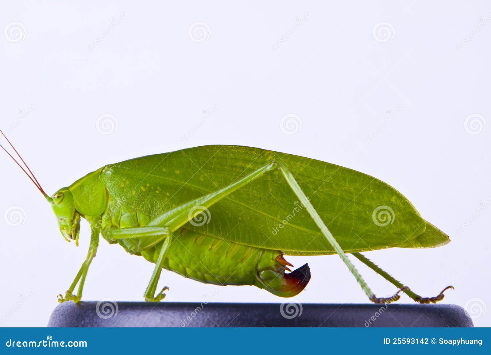 Un insecto verde foto de archivo. Imagen de existencias - 25593142