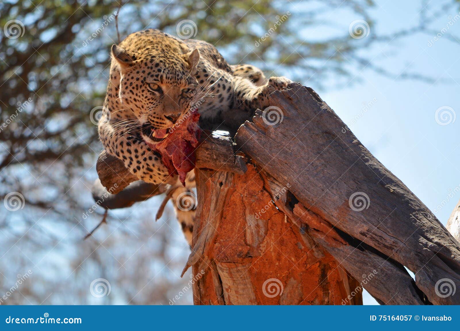 Un Léopard Mangeant De La Viande Crue Dans Un Arbre Image stock - Image ...