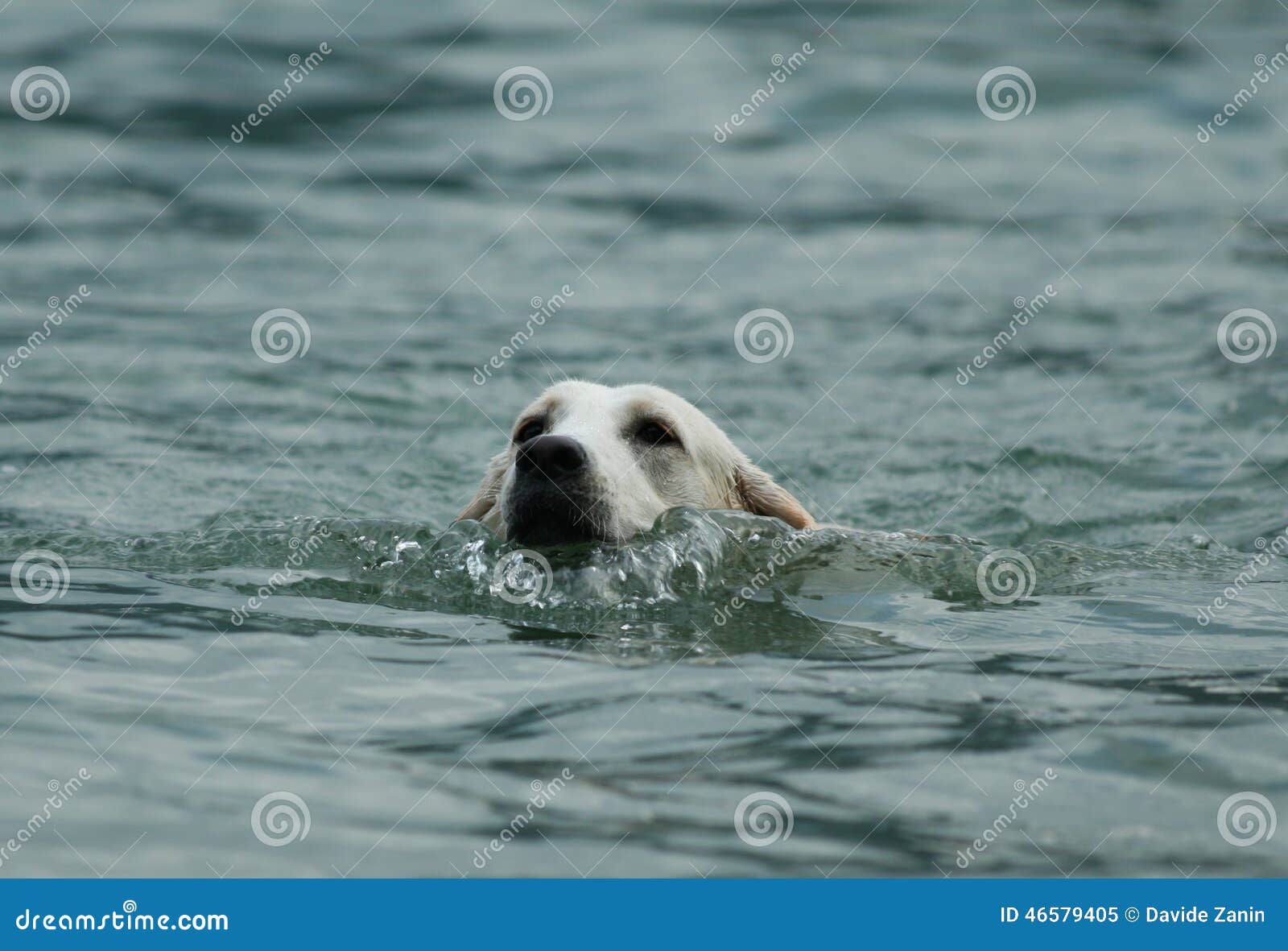 Un Labrador Nada En El Lago Imagen de archivo - Imagen de collar ...