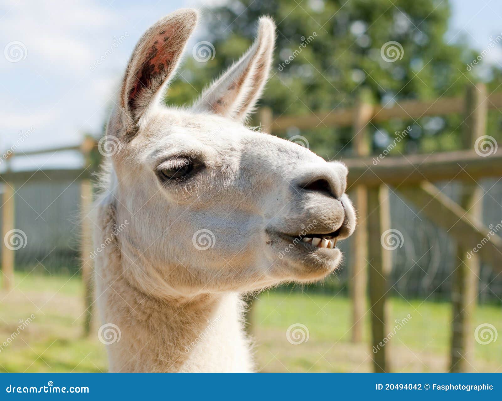 Un lama de sourire photo stock. Image of vacances, animaux - 20494042