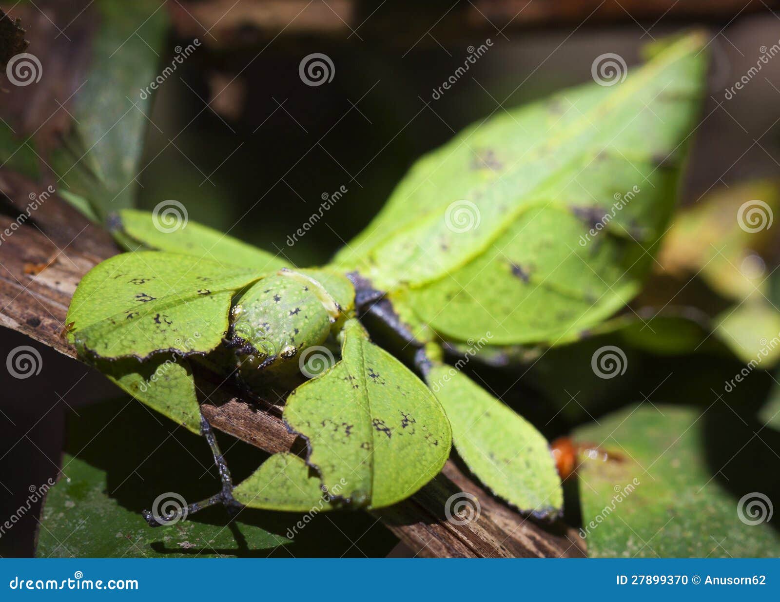 Un Lame-insecte, Phylliidae Photo stock - Image du forêt, jardin: 27899370