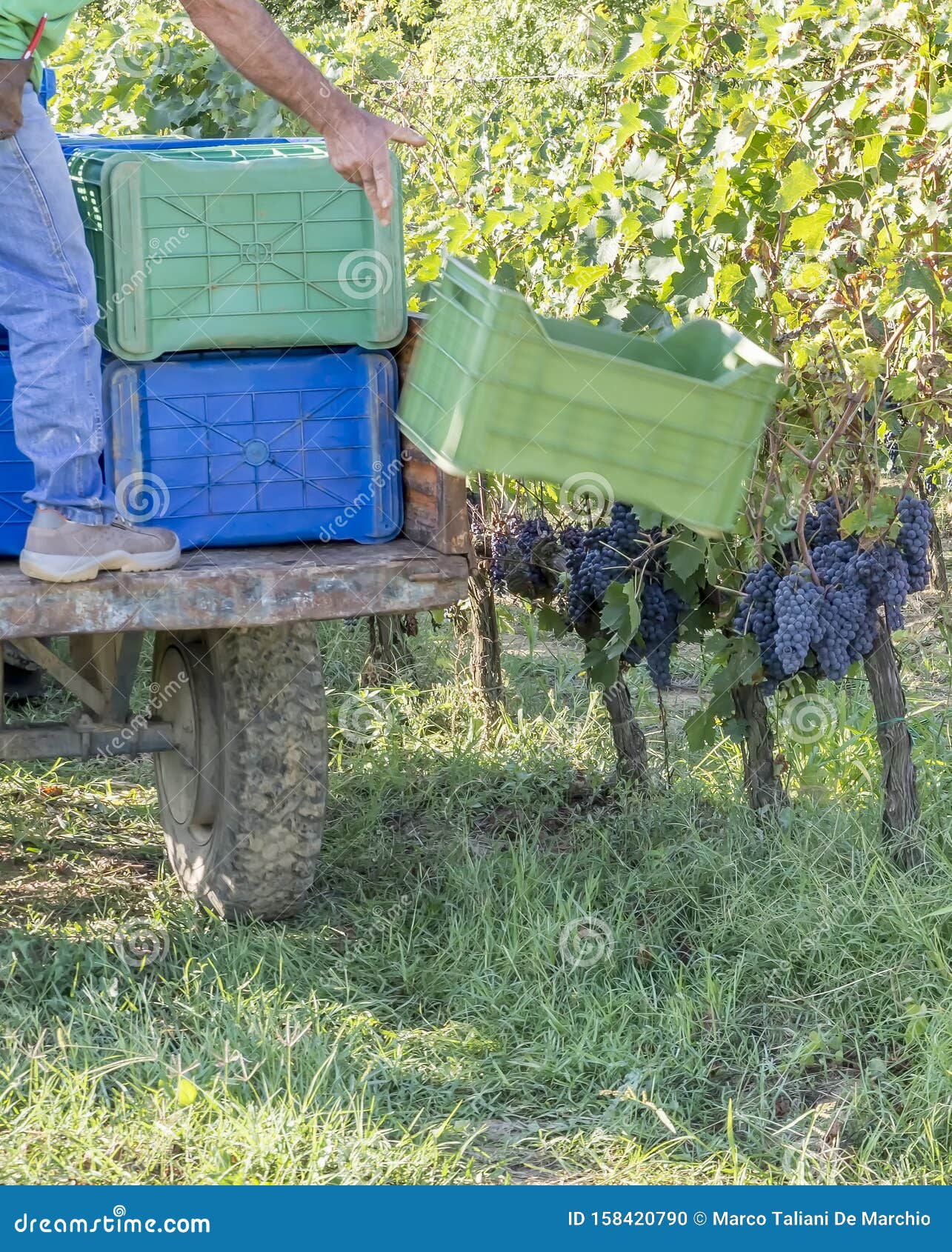 Un Lavoratore Agricolo Getta Le Scatole Per La Vendemmia Di Uva Nel ... Un Lavoratore Agricolo Getta Le Scatole Per La Vendemmia Di Uva Nel ...