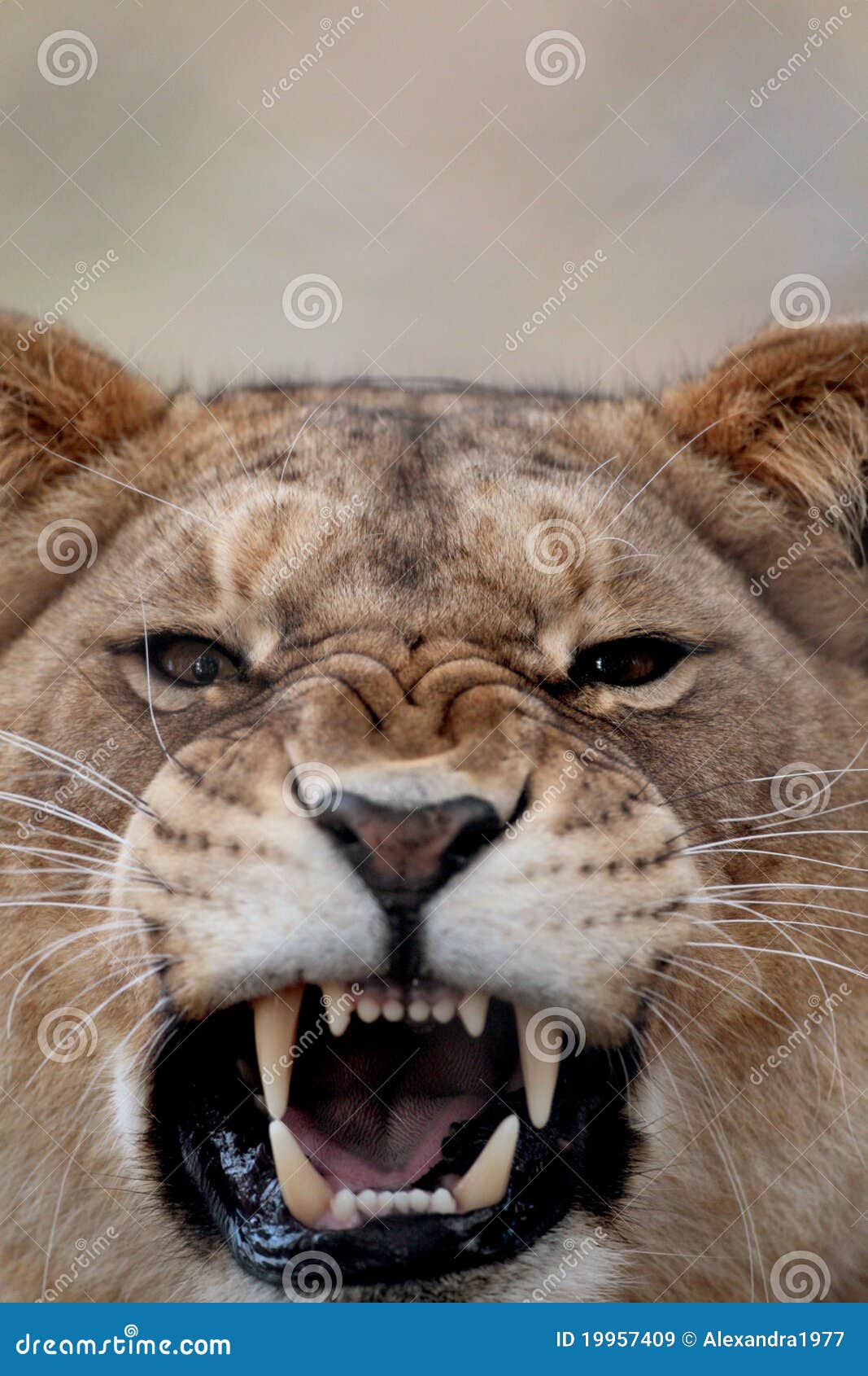 Un león que ruge imagen de archivo. Imagen de peligroso - 19957409