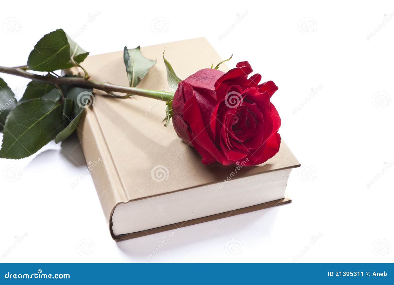 Un libro e una rosa immagine stock. Immagine di libro - 21395311