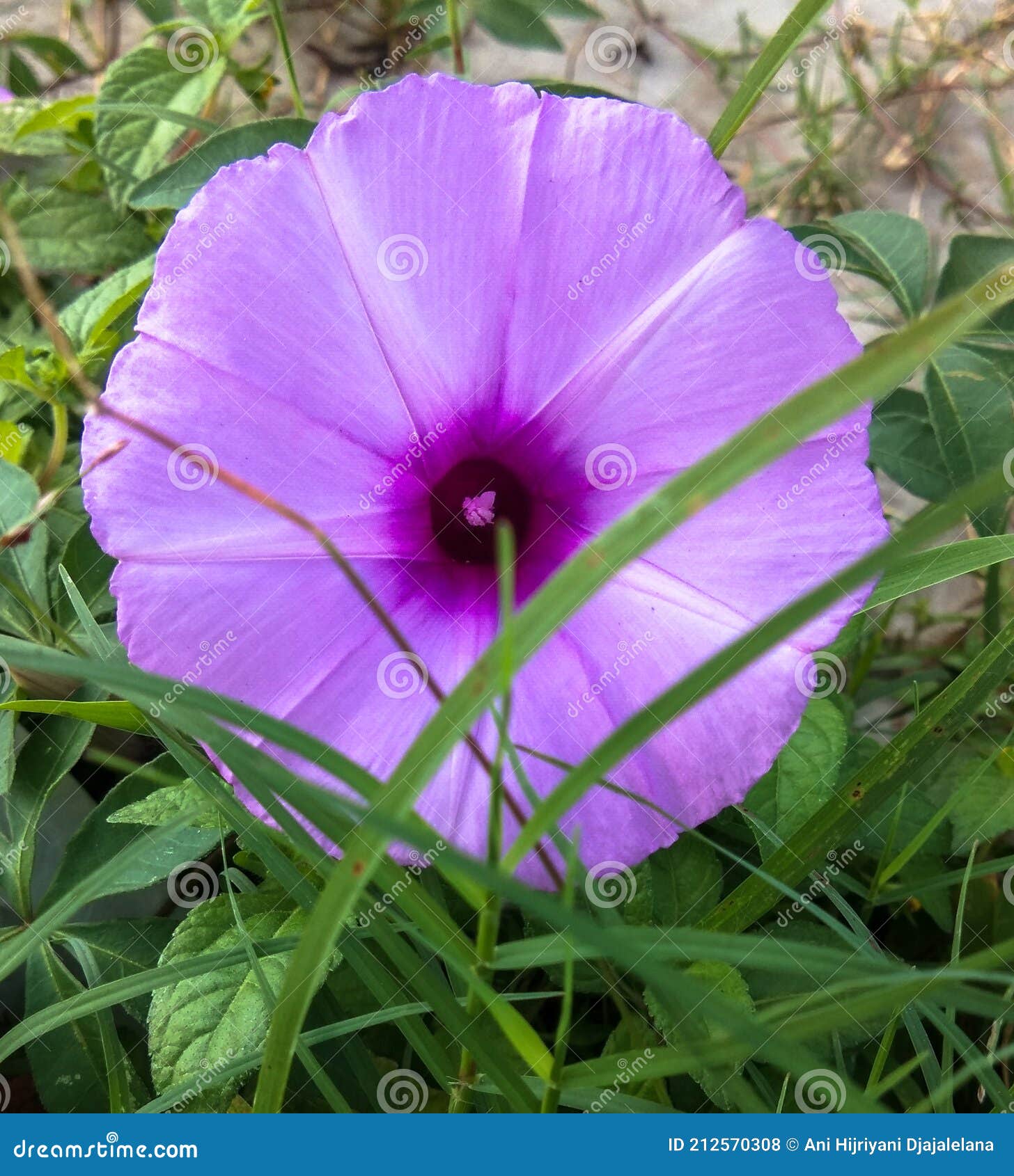 Un lilo floral foto de archivo. Imagen de flor, lila - 212570308