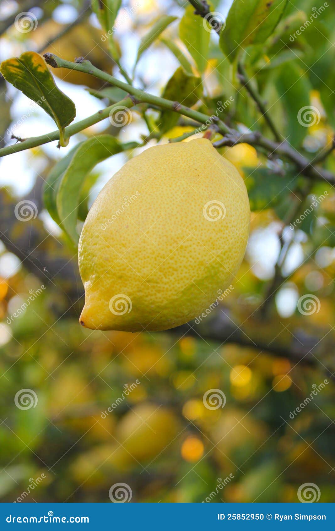 Un Limone Grassoccio Su Un Albero Fotografia Stock - Immagine di limoni ...