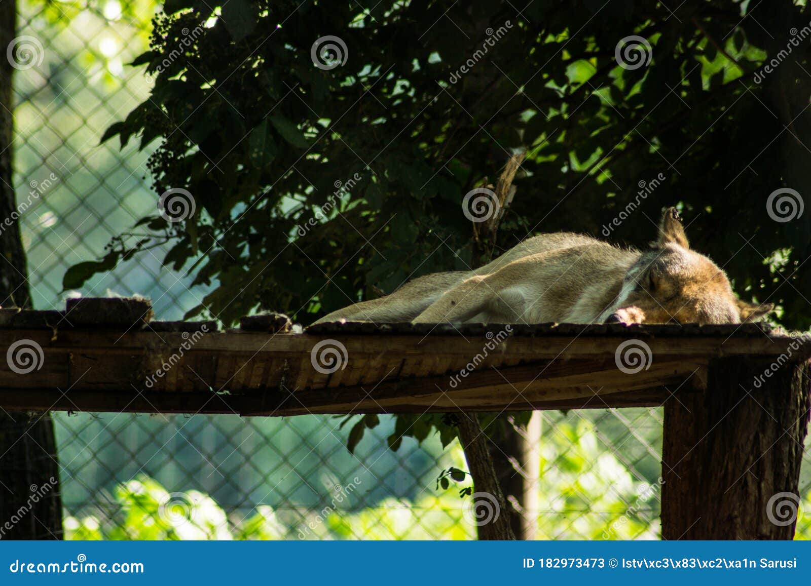 Un Lobo Descansa En La Parte Superior De Una Estructura Imagen de ...