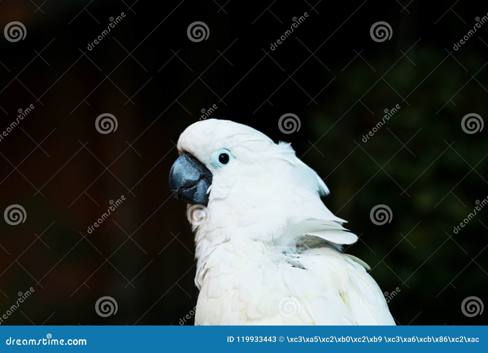 Un loro blanco grande imagen de archivo. Imagen de pico - 119933443