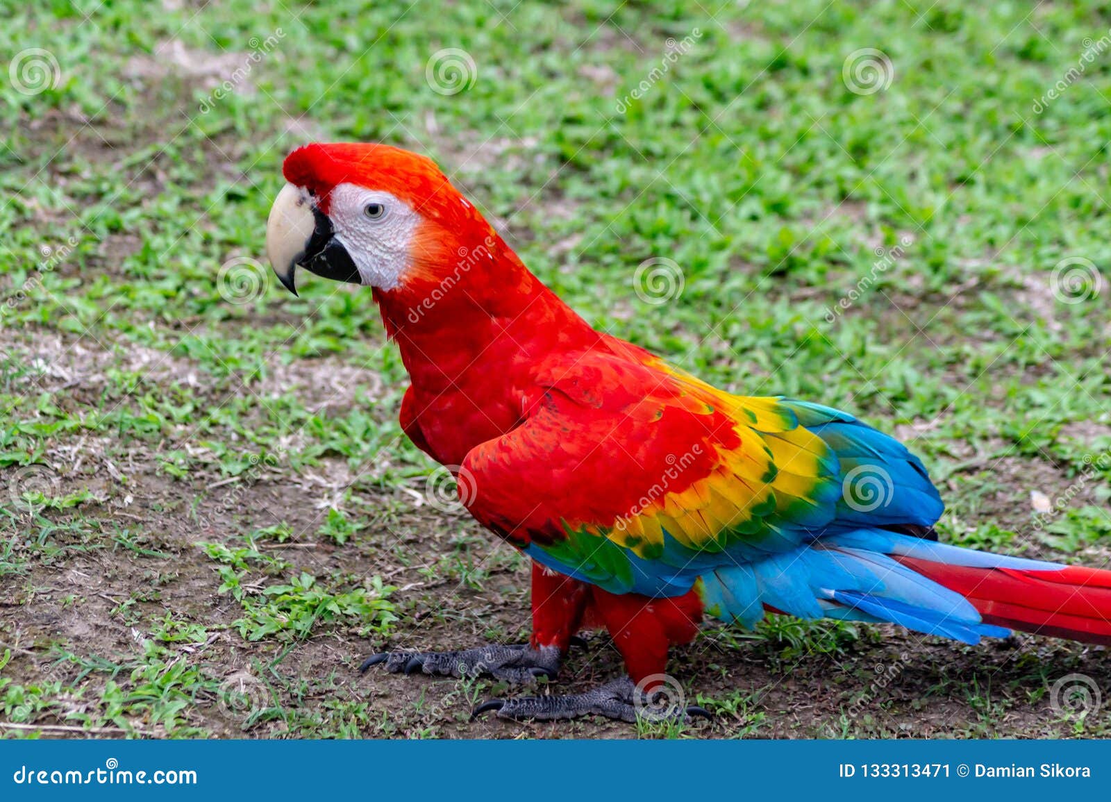 Un Loro Interesante De La Selva Del Amazonas Imagen de archivo - Imagen ...