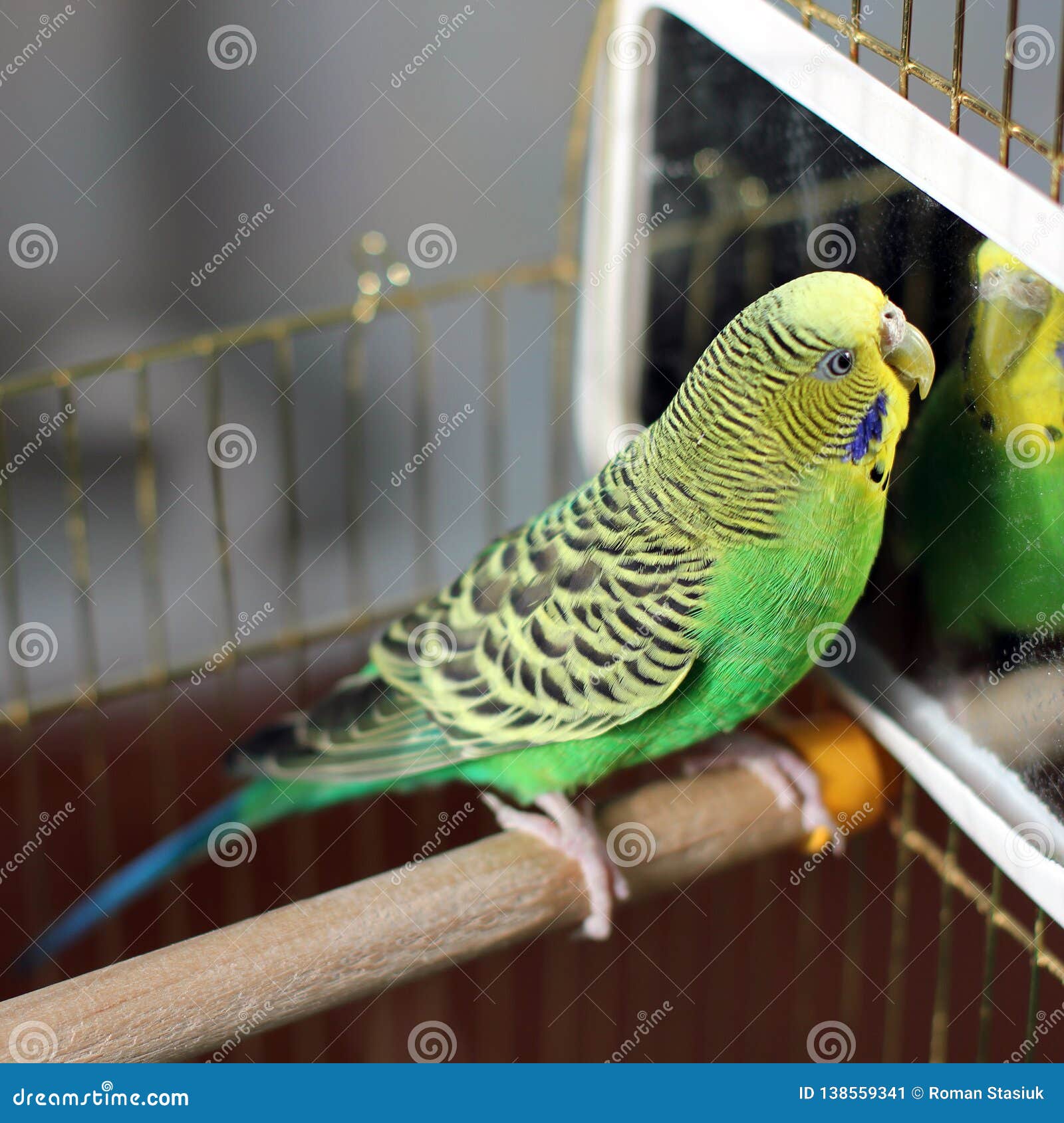 Un Loro Ondulado En Color Verde Imagen de archivo - Imagen de lindo ...