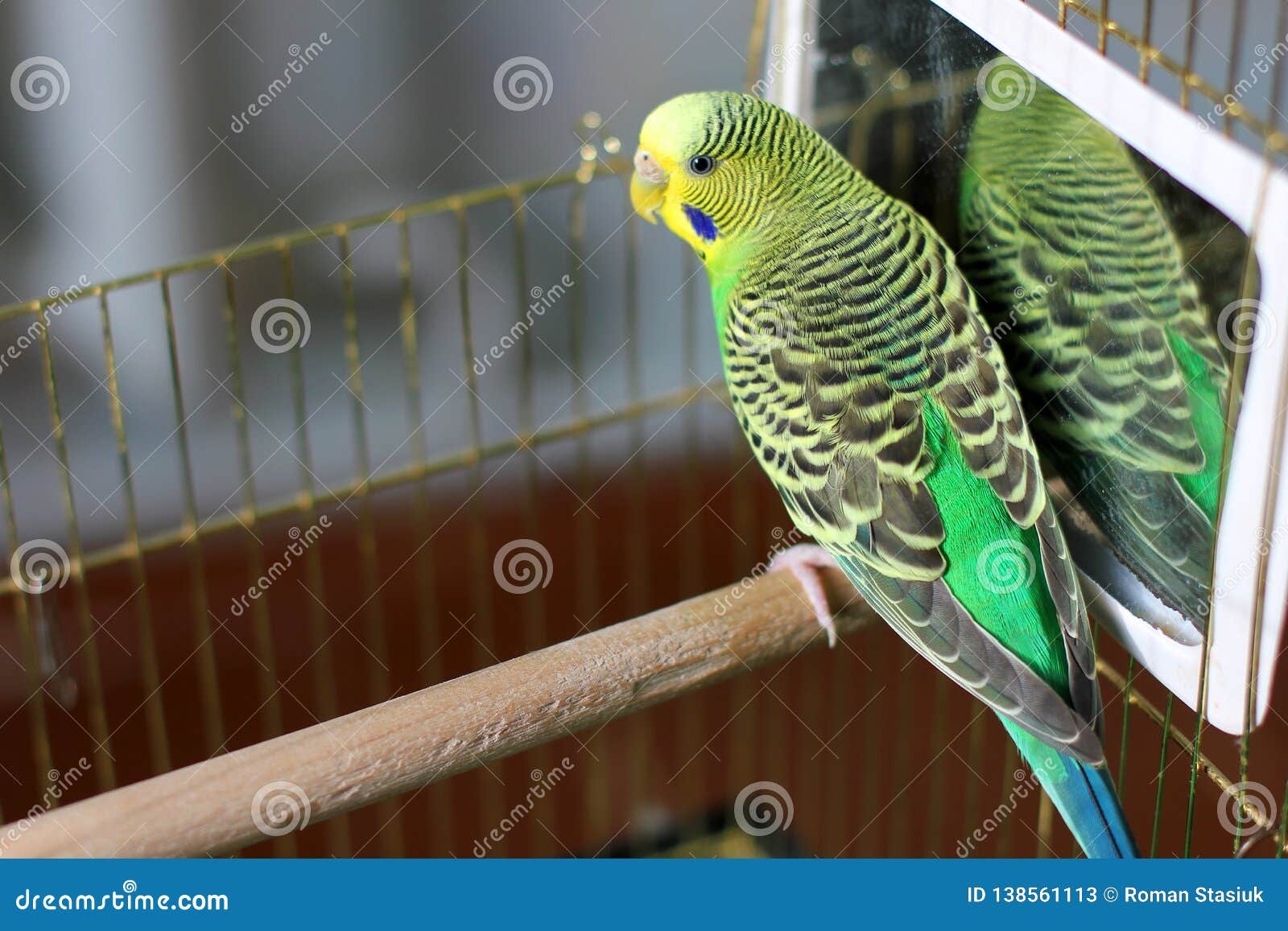 Un Loro Ondulado En Color Verde Imagen de archivo - Imagen de primer ...