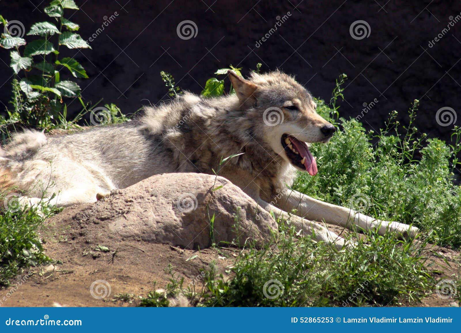 Un Lupo Predatore Pericoloso Immagine Stock - Immagine di predatore ...
