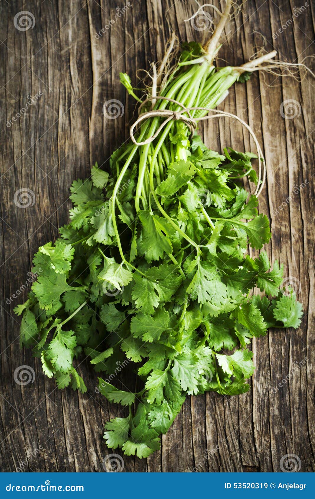 Un Manojo De Cilantro Fresco Imagen de archivo - Imagen de travieso ...