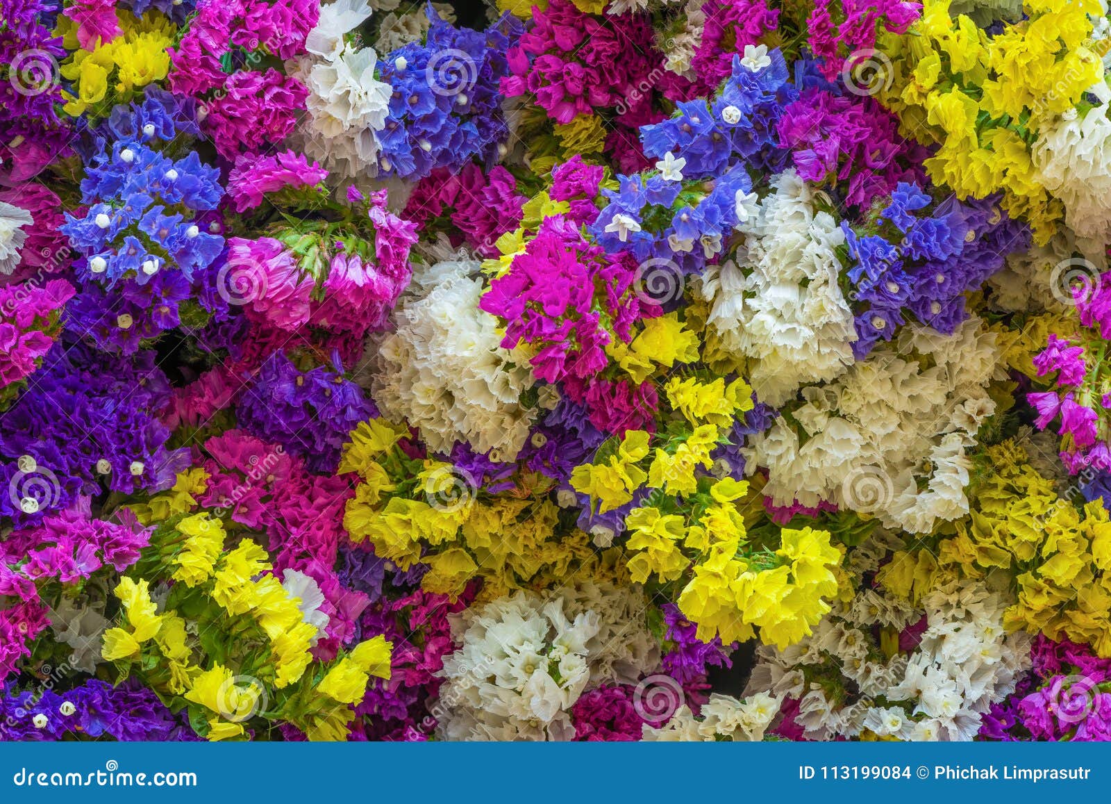 Un Manojo De Flor Colorida De Statice O De Caspia Foto de archivo ...