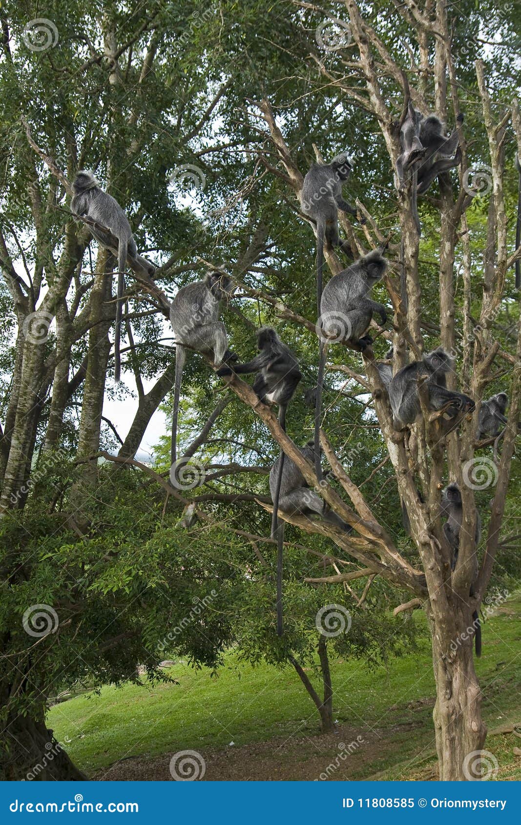 Un Manojo De Monos De La Hoja De Plata Imagen de archivo - Imagen de ...