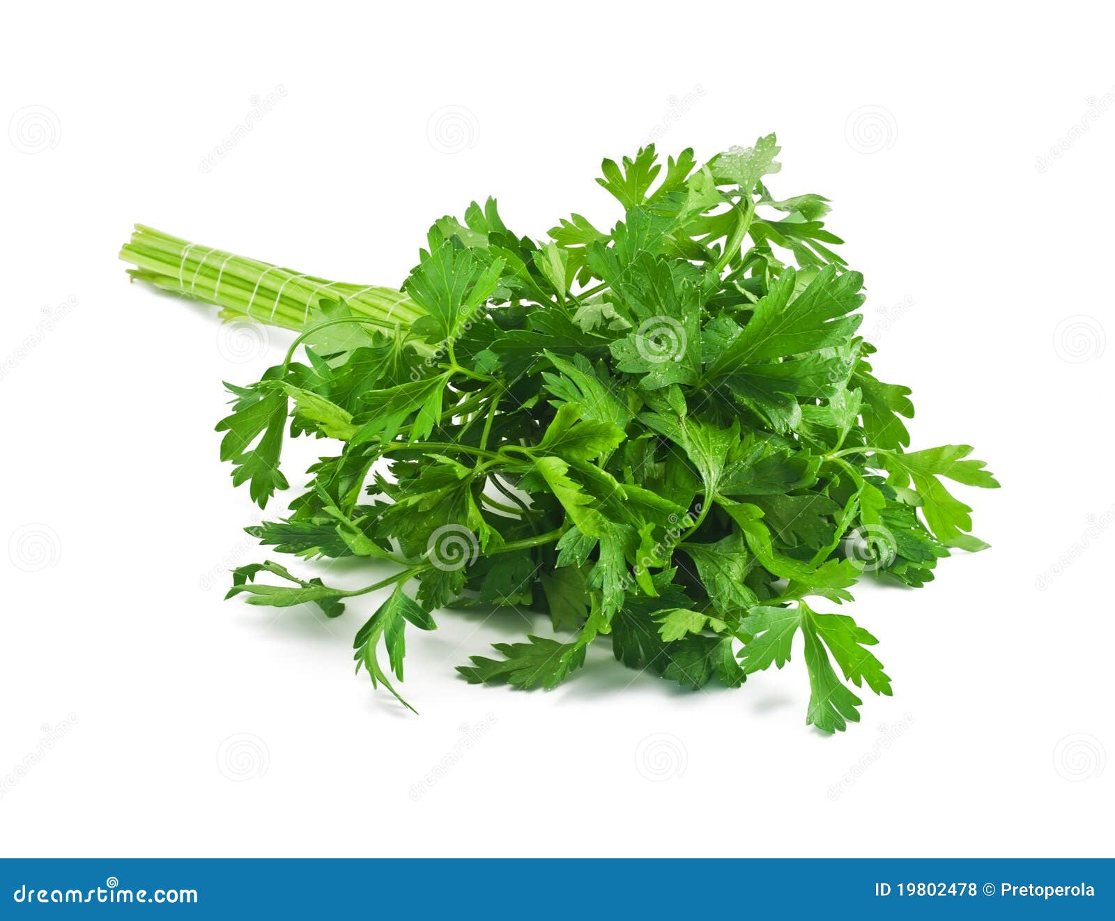 Un manojo de perejil foto de archivo. Imagen de primer - 19802478