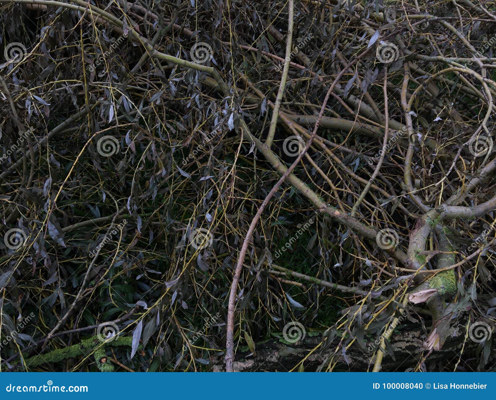 Un manojo de ramas foto de archivo. Imagen de espeluznante - 100008040