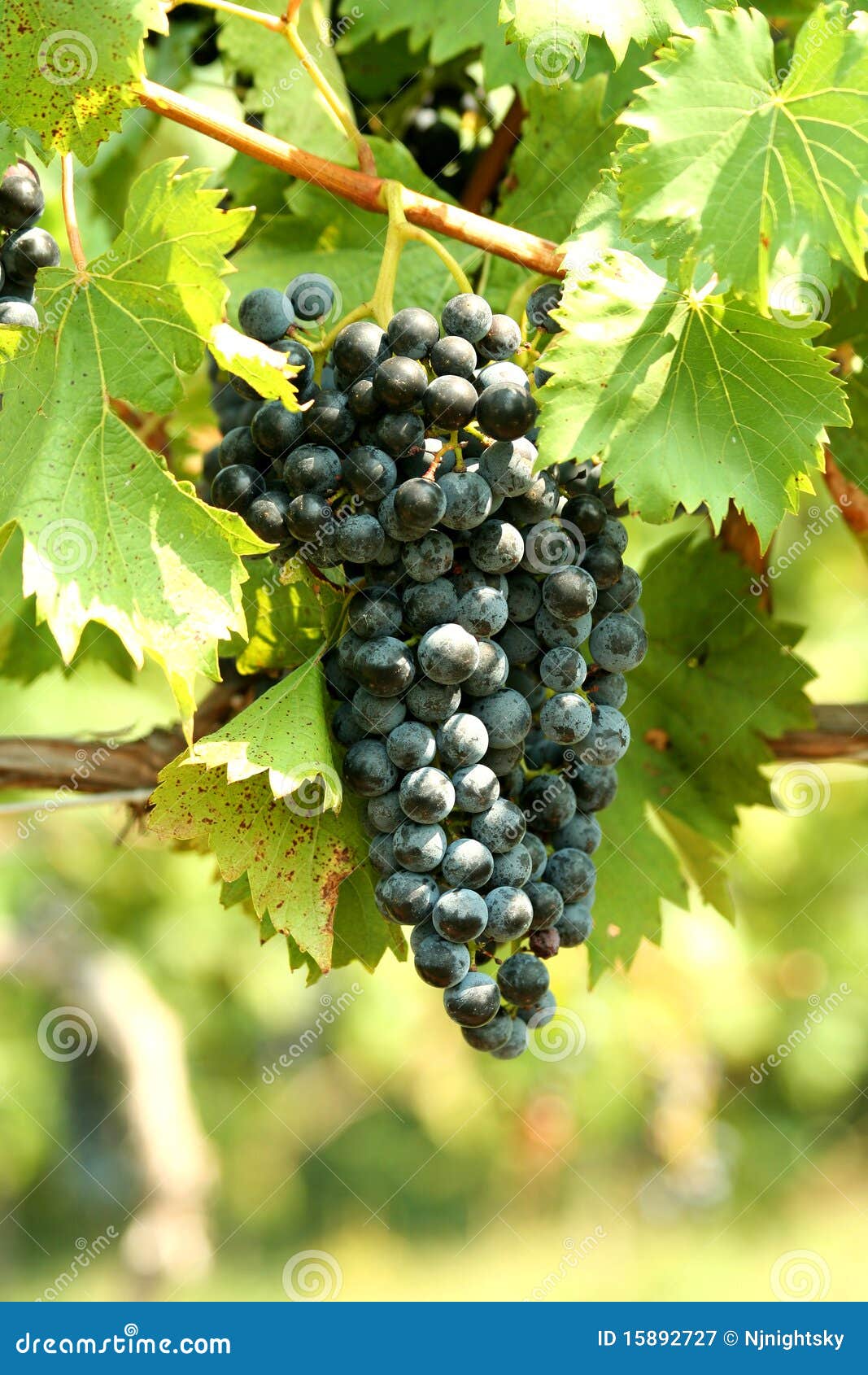 Un manojo de uvas imagen de archivo. Imagen de merlot - 15892727