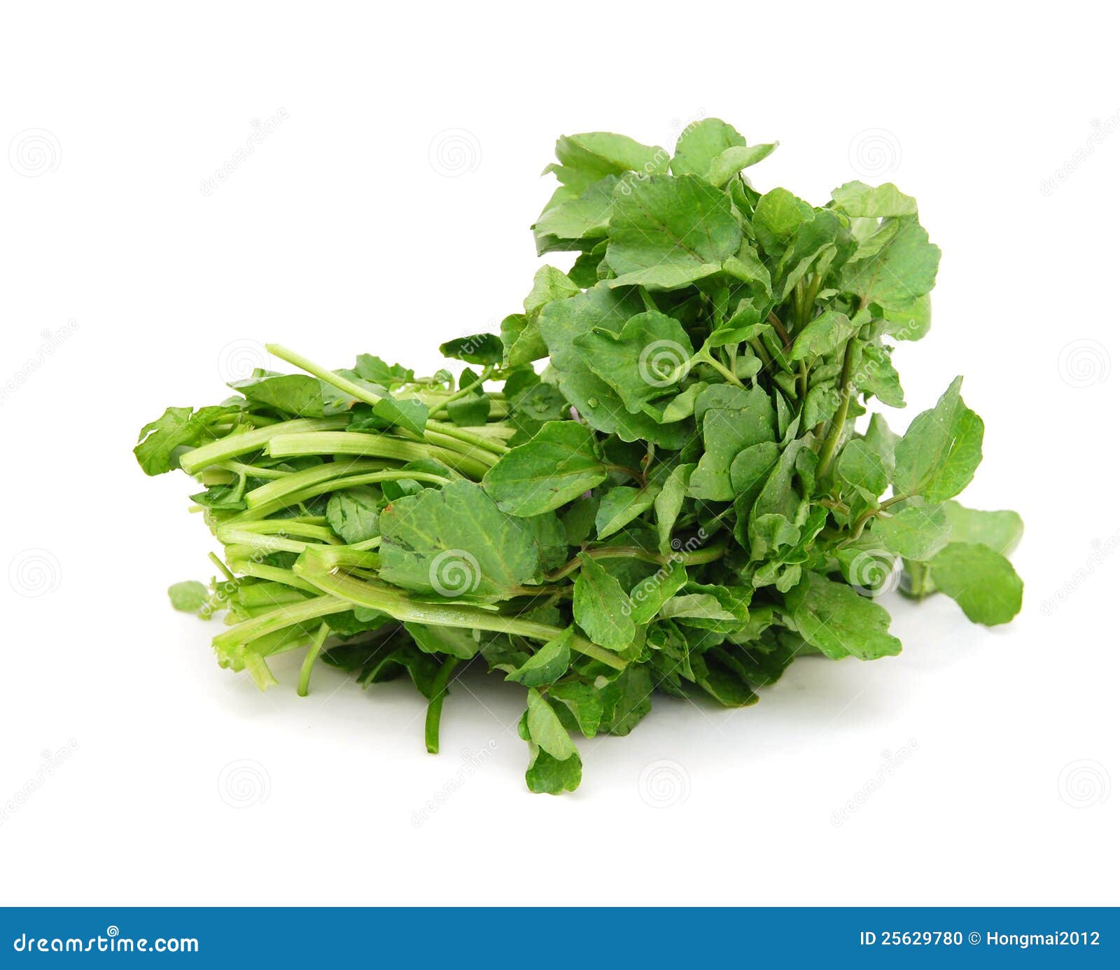 Un manojo del berro foto de archivo. Imagen de verde - 25629780