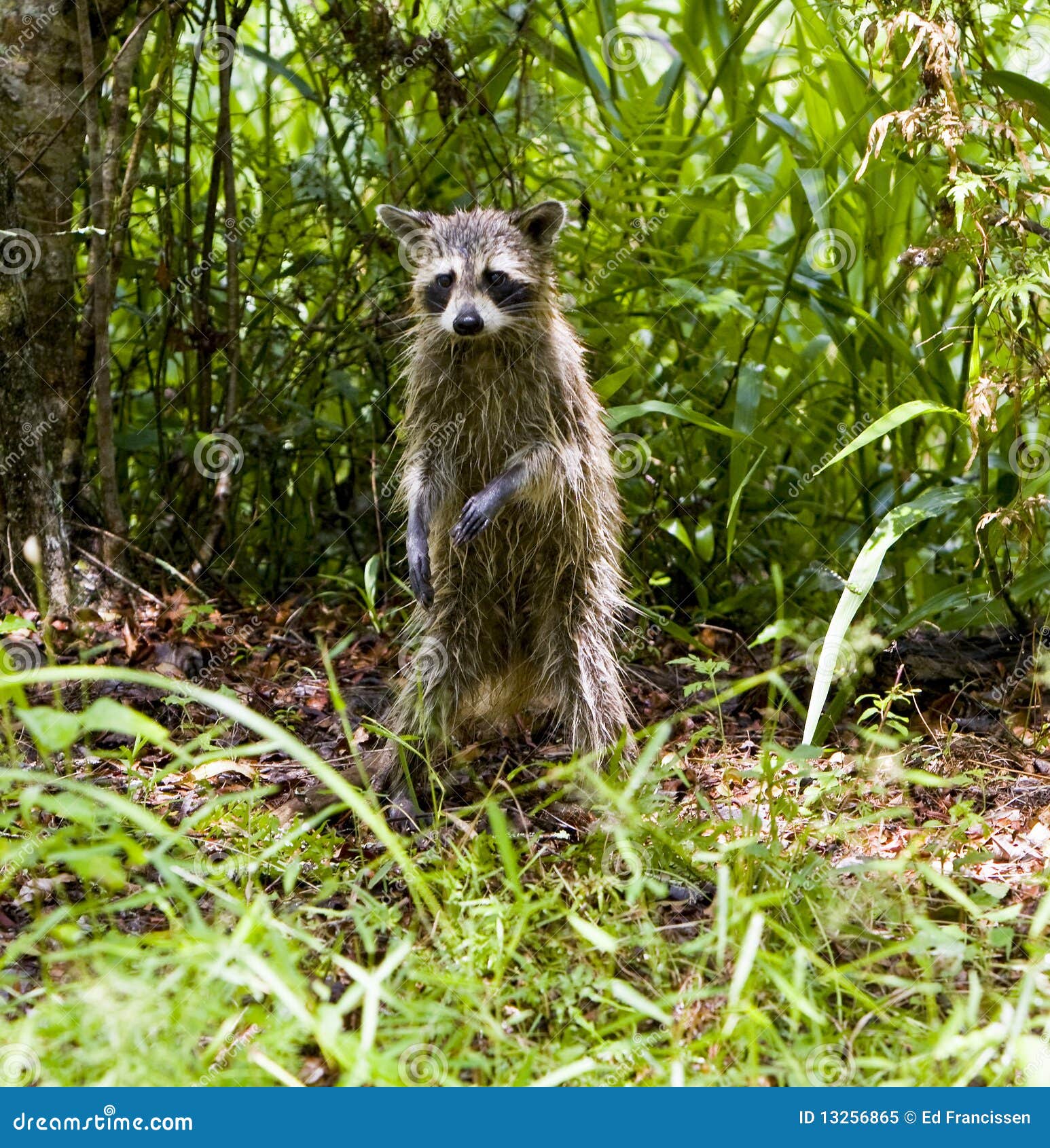 Un mapache mojado imagen de archivo. Imagen de fauna - 13256865