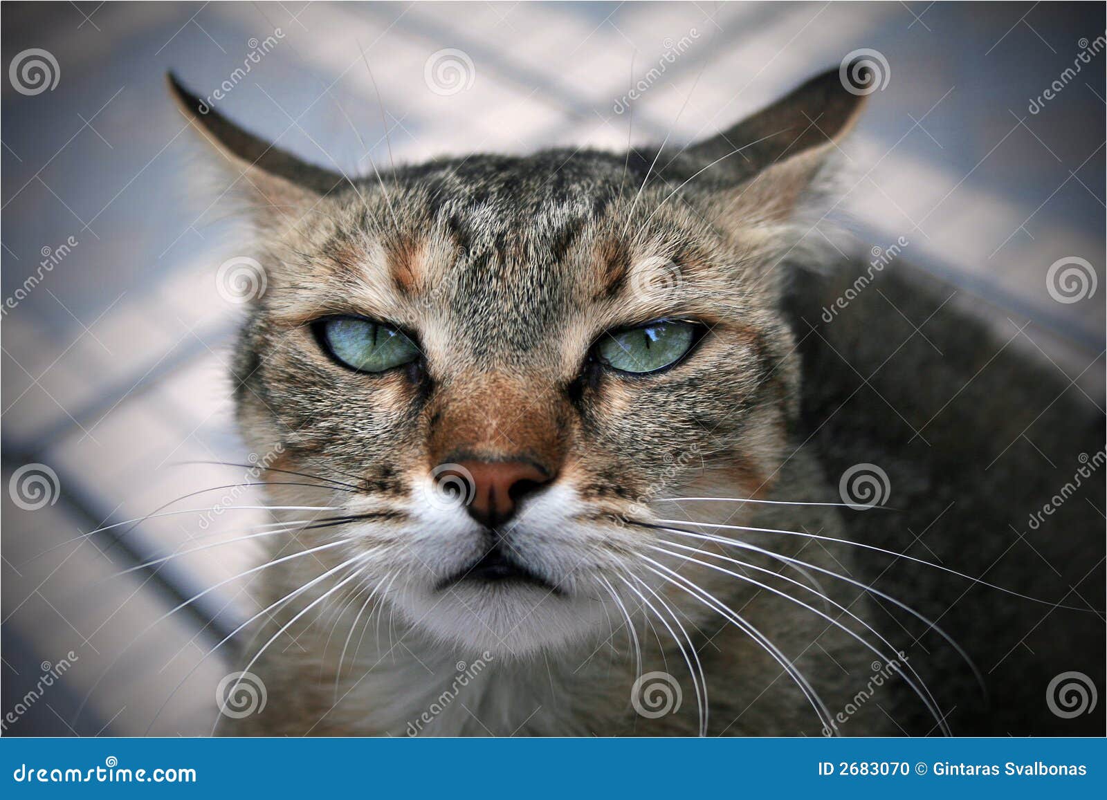 Un MAUVAIS MAUVAIS chat photo stock. Image du mammifère - 2683070